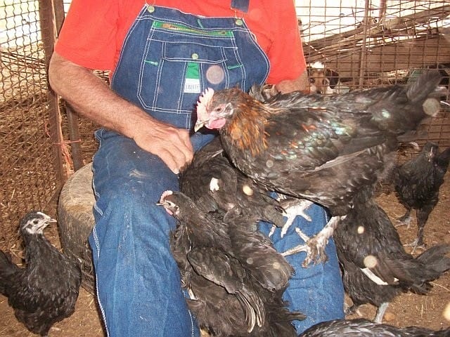 SOUTHERN PRIDE FARMS | Local Hens