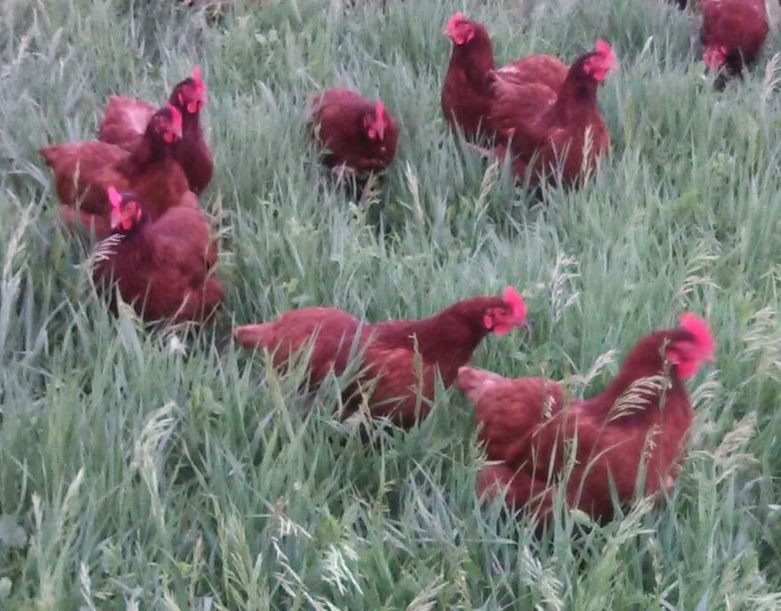 Prairie Pride Poultry | Local Hens
