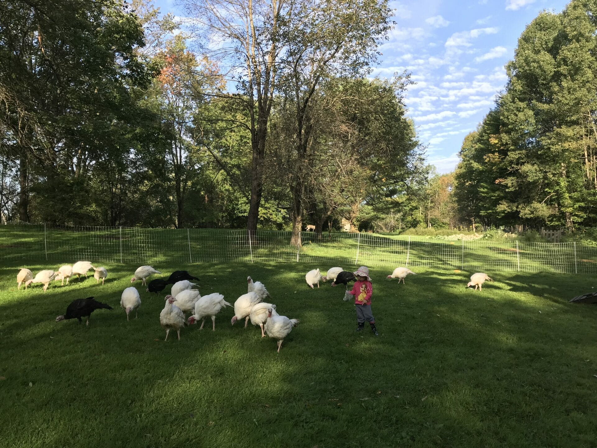 Ten Hens Farm | Local Hens