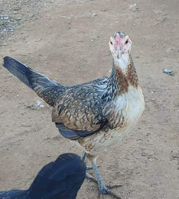 Phillips Farm | Local Hens