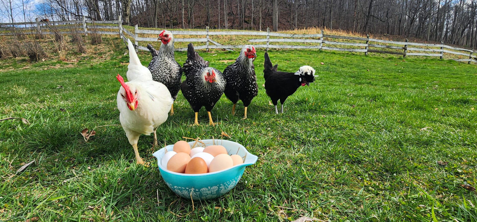 Clark’s Appalachian Farm & Botanicals | Local Hens